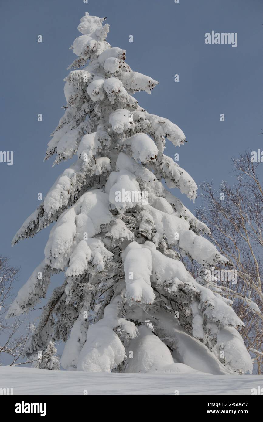 large fir tree covered in heavy snow Stock Photo - Alamy