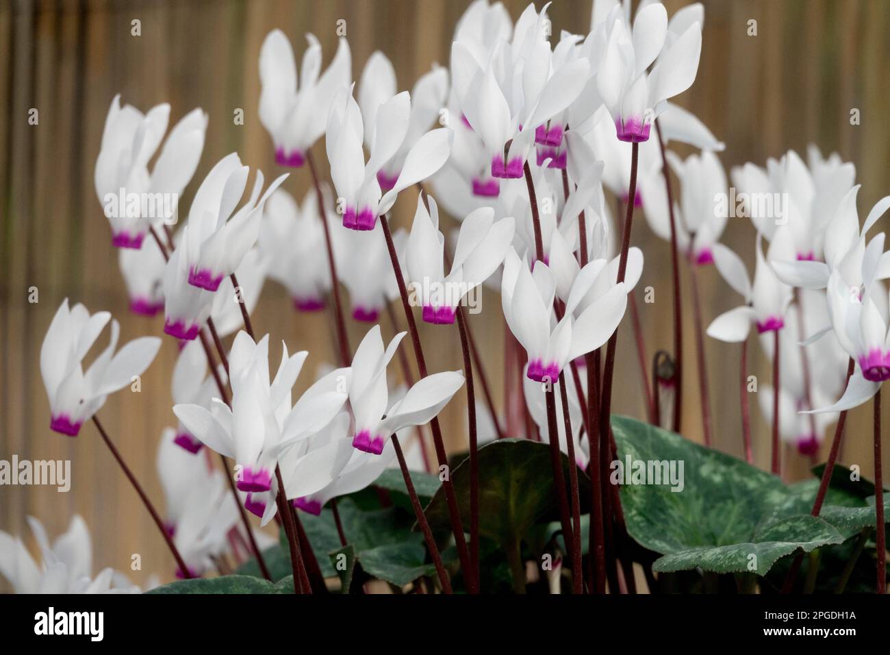 Full bloom cyclamen hi-res stock photography and images - Alamy