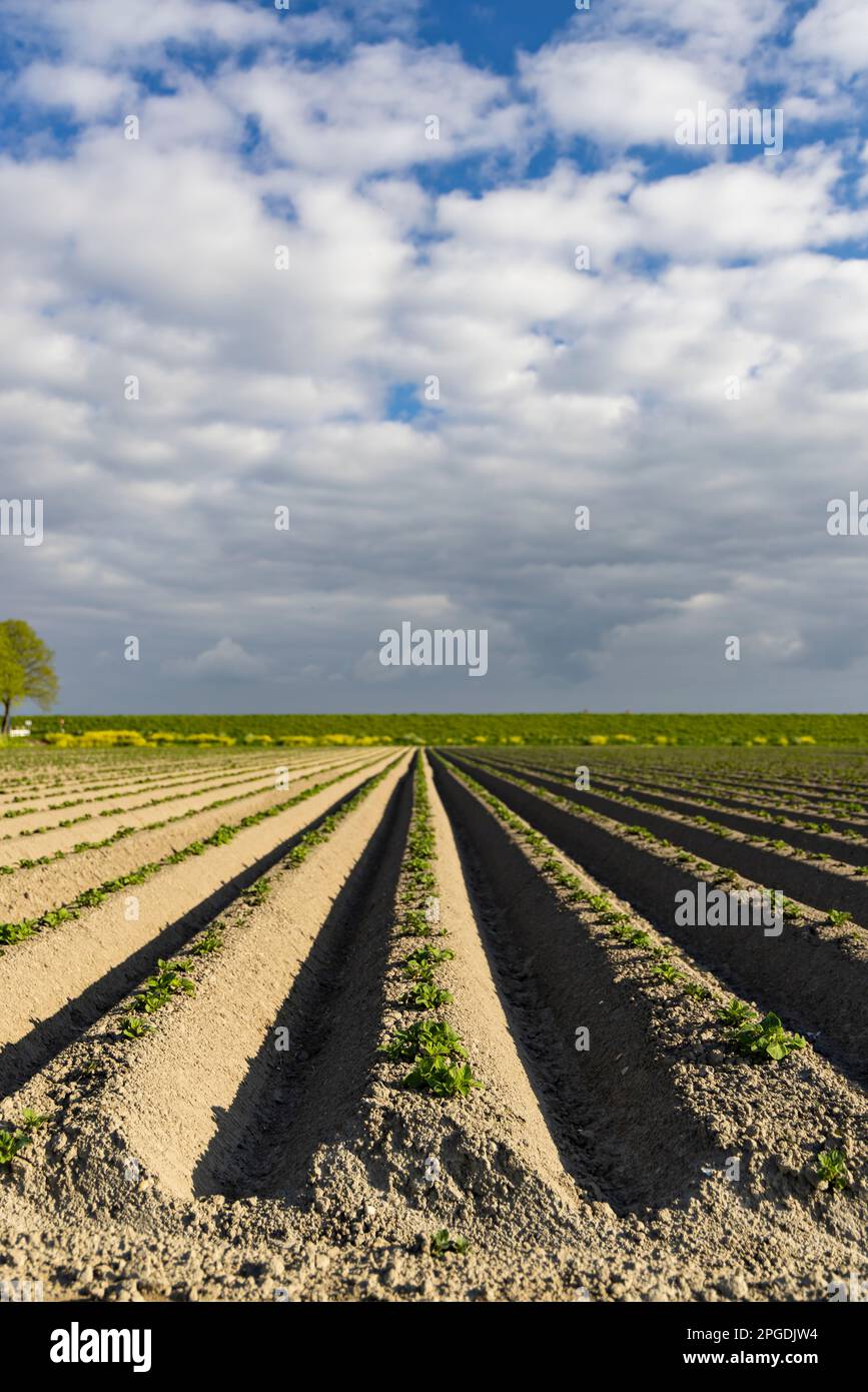 Spring view of potato field just after planting, Netherlands Stock ...