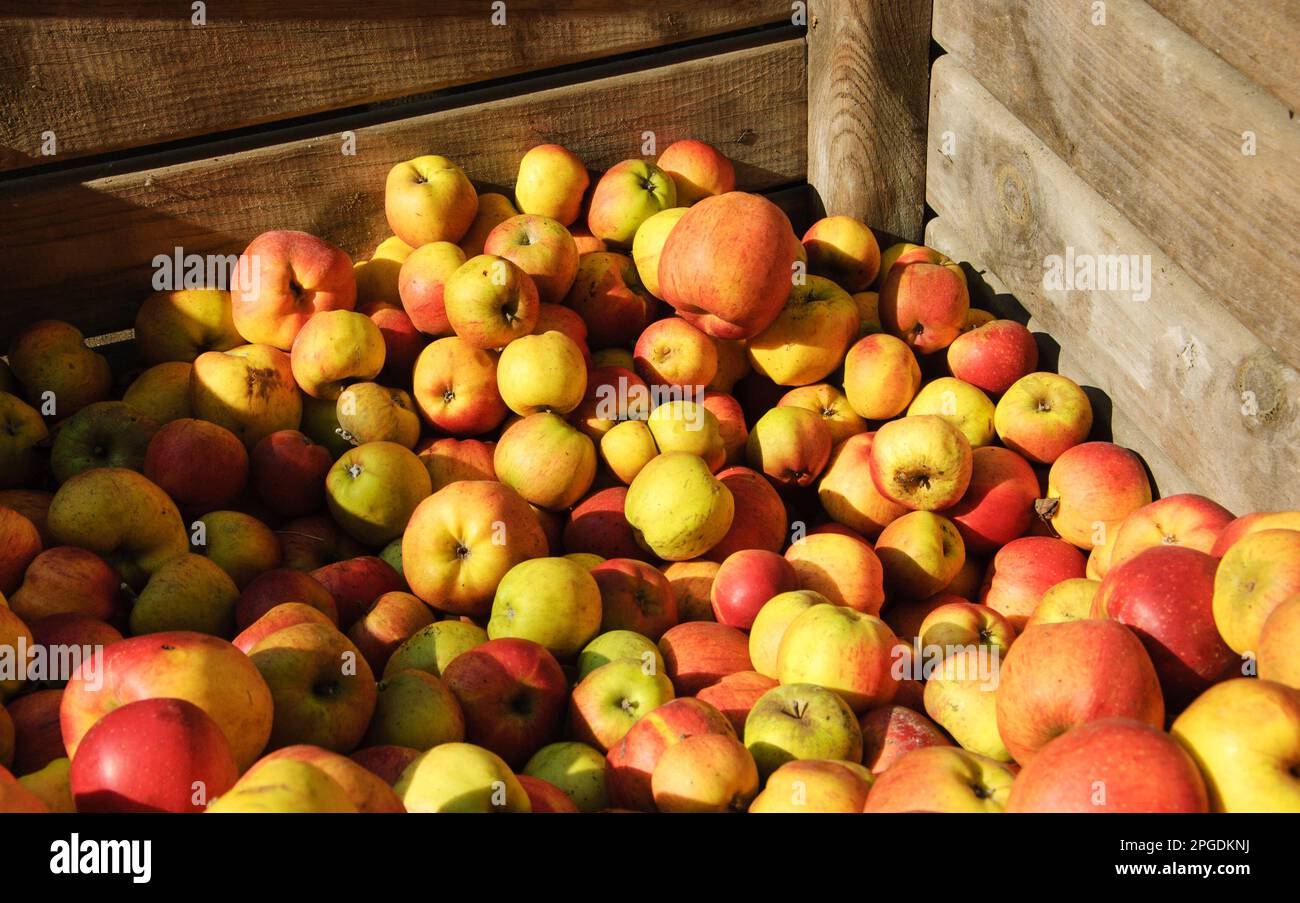 Freshly picked organic apples in wooden container in golden sun rays ...