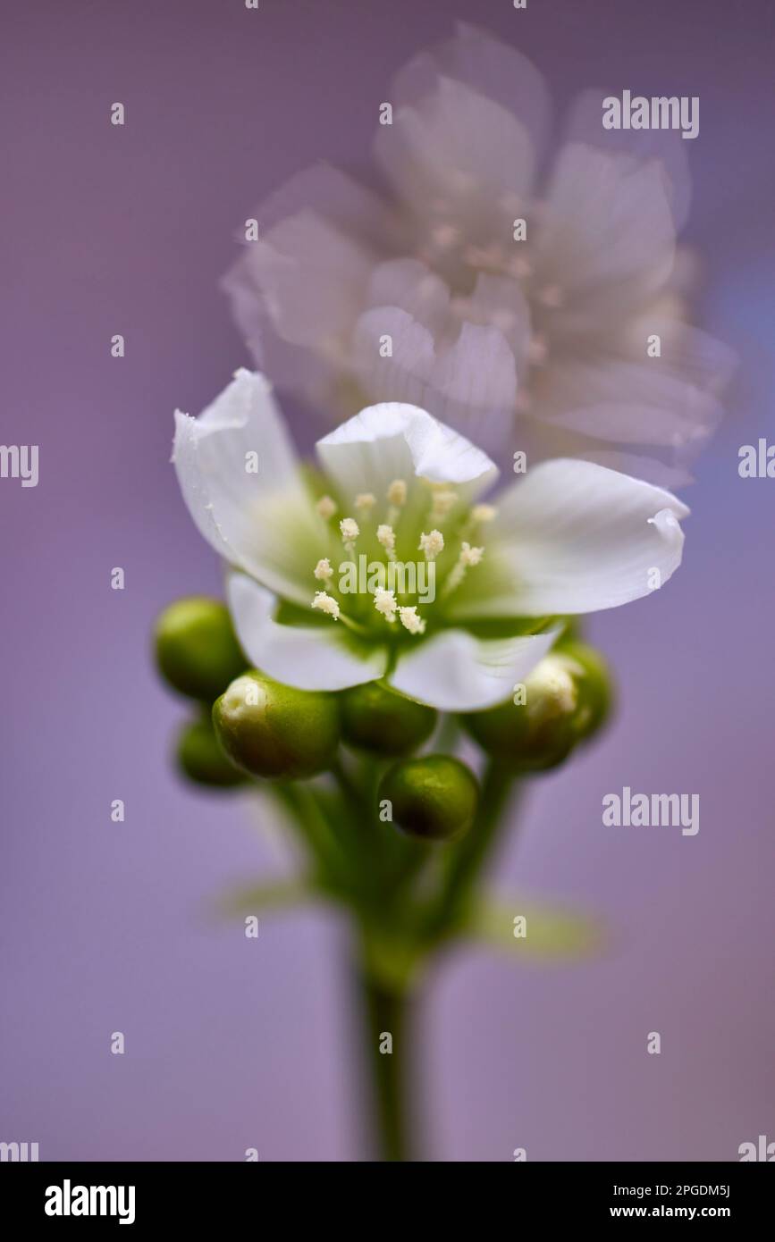 The flower (Dionaea muscipula) is a carnivorous plant that catches and ...