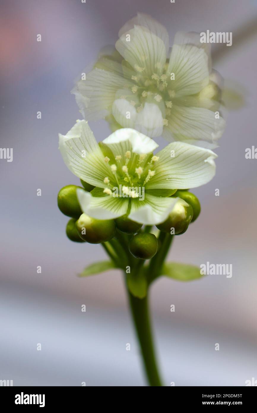 The flower (Dionaea muscipula) is a carnivorous plant that catches and ...