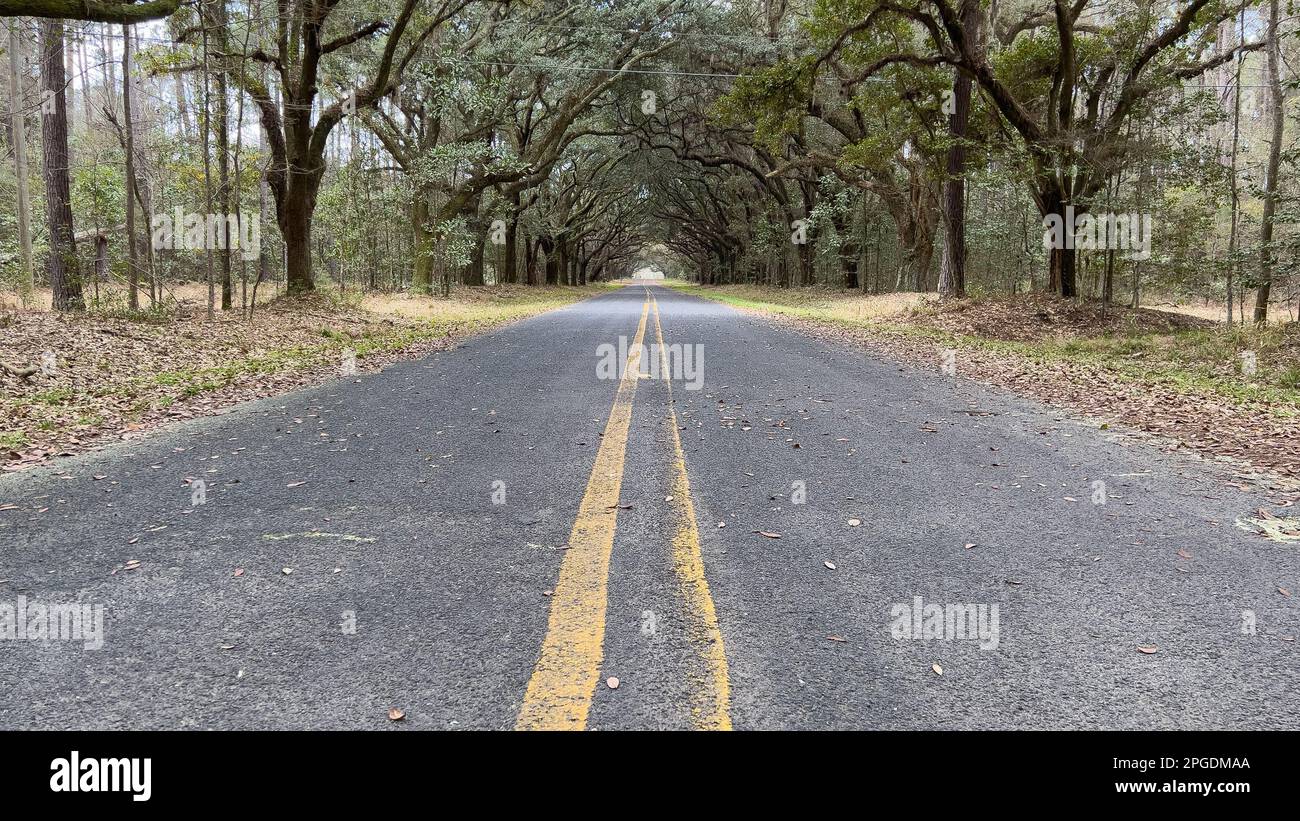 A live oak tree tunnel on Kiawah Island in South Carolina on a ...