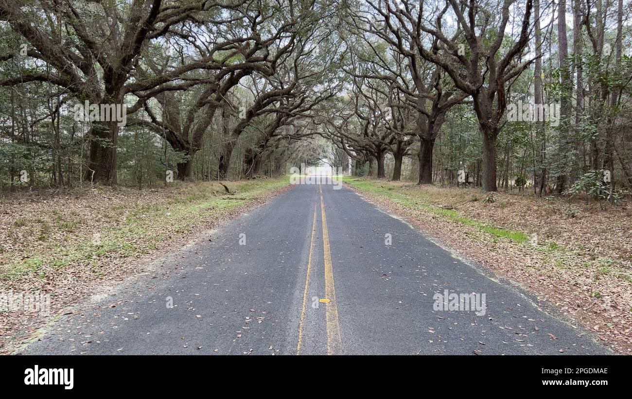 A live oak tree tunnel on Kiawah Island in South Carolina on a ...