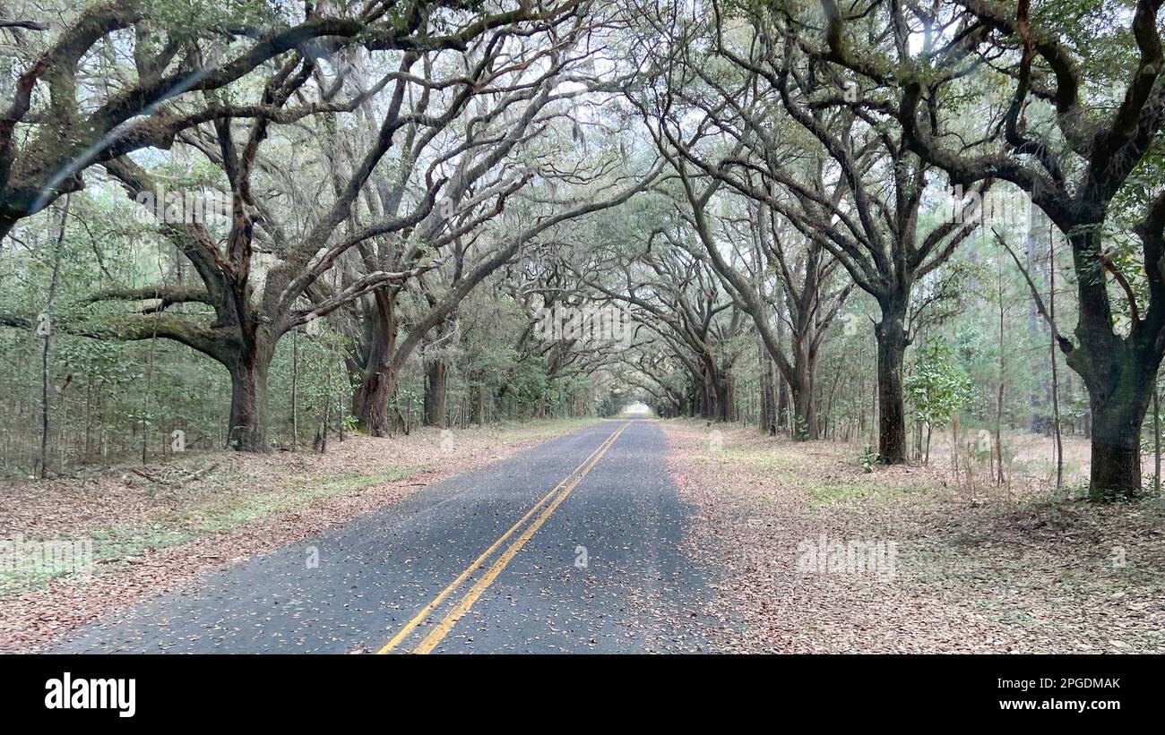 A live oak tree tunnel on Kiawah Island in South Carolina on a ...