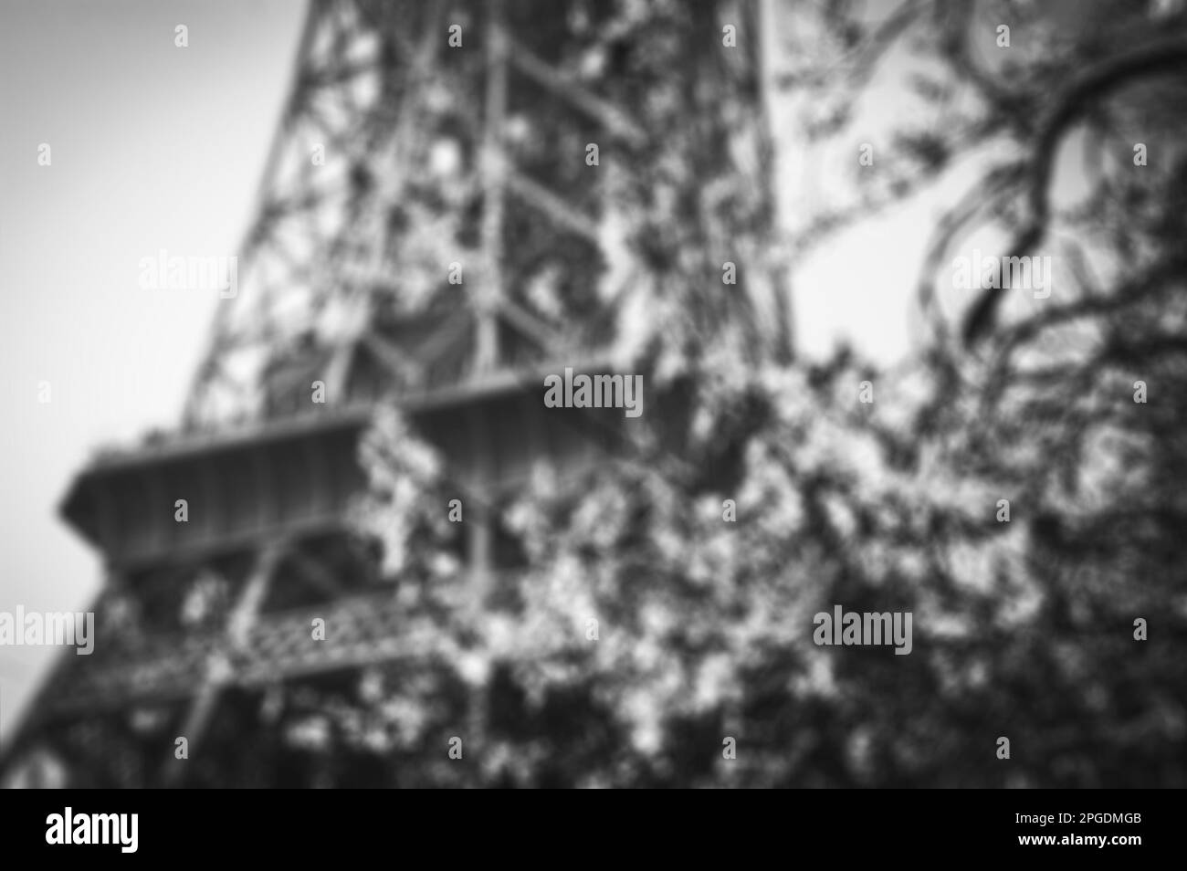 Spring in Paris. Blossoming cherry tree and Eiffel tower at background. Black white blurry photo ...