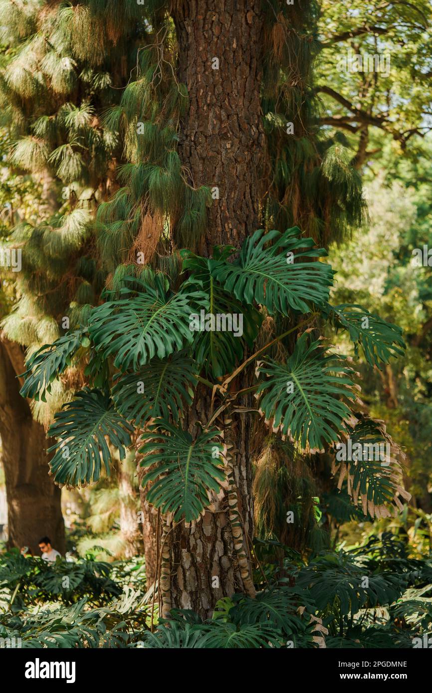 Monstera sun hi-res stock photography and images - Alamy