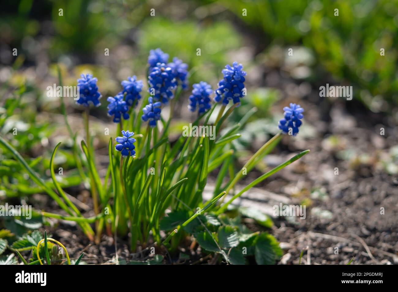 blue spring flowers muscari in the grass Stock Photo - Alamy