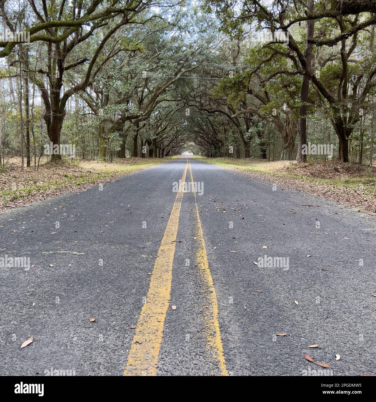 A live oak tree tunnel on Kiawah Island in South Carolina on a ...