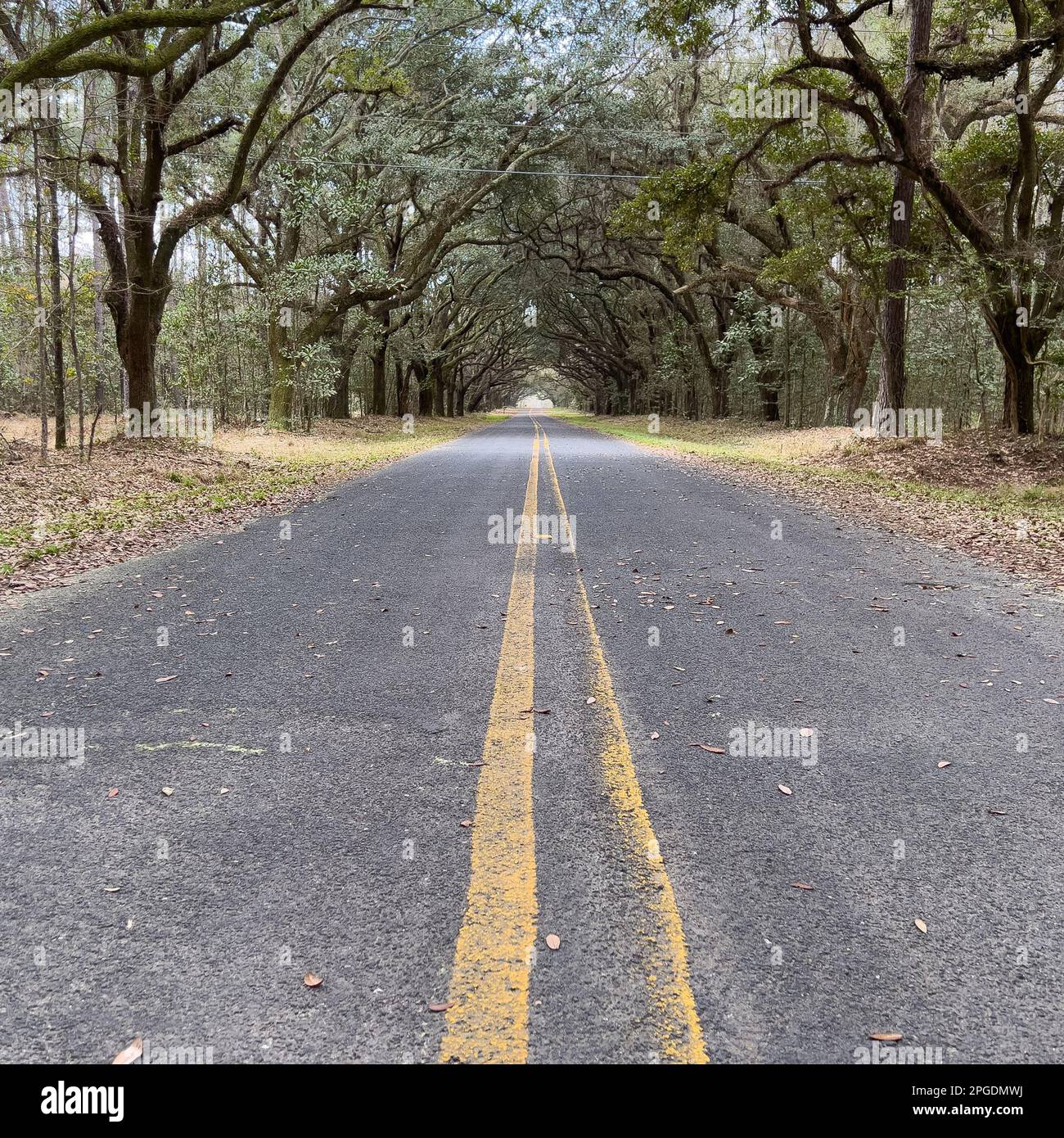 A live oak tree tunnel on Kiawah Island in South Carolina on a ...
