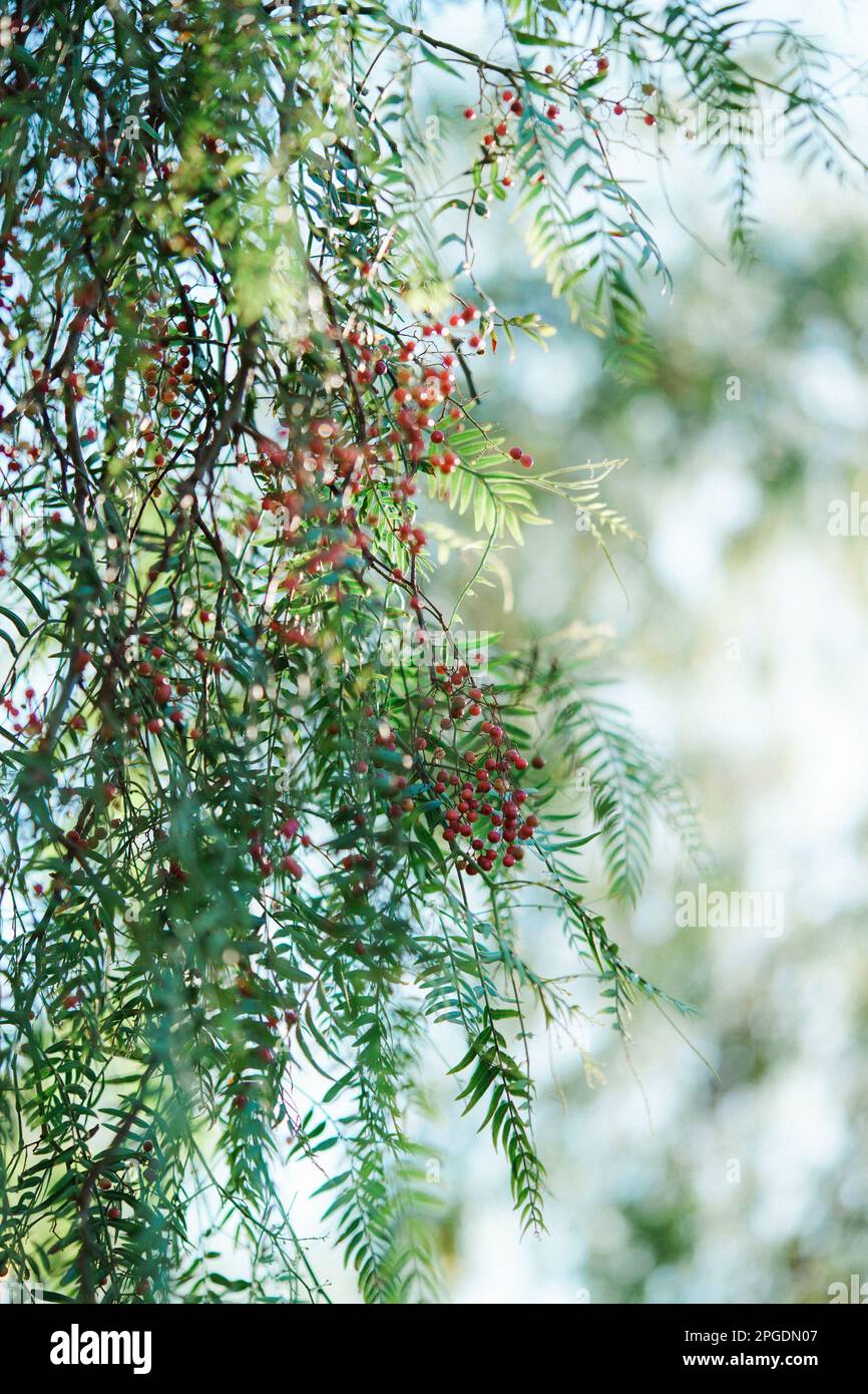 Schinus molle hi-res stock photography and images - Alamy