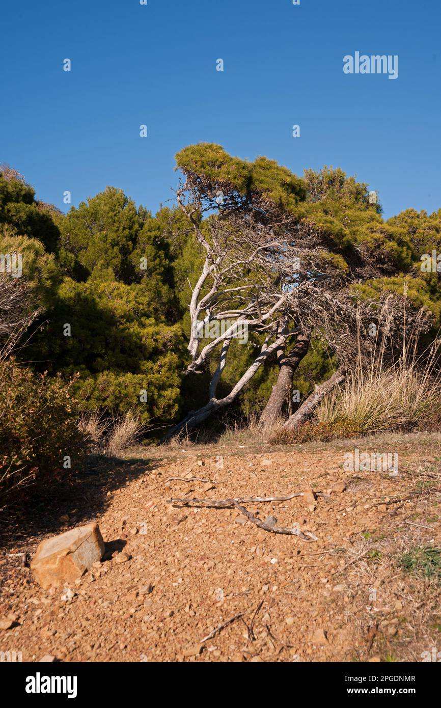 Pino d'aleppo hi-res stock photography and images - Alamy