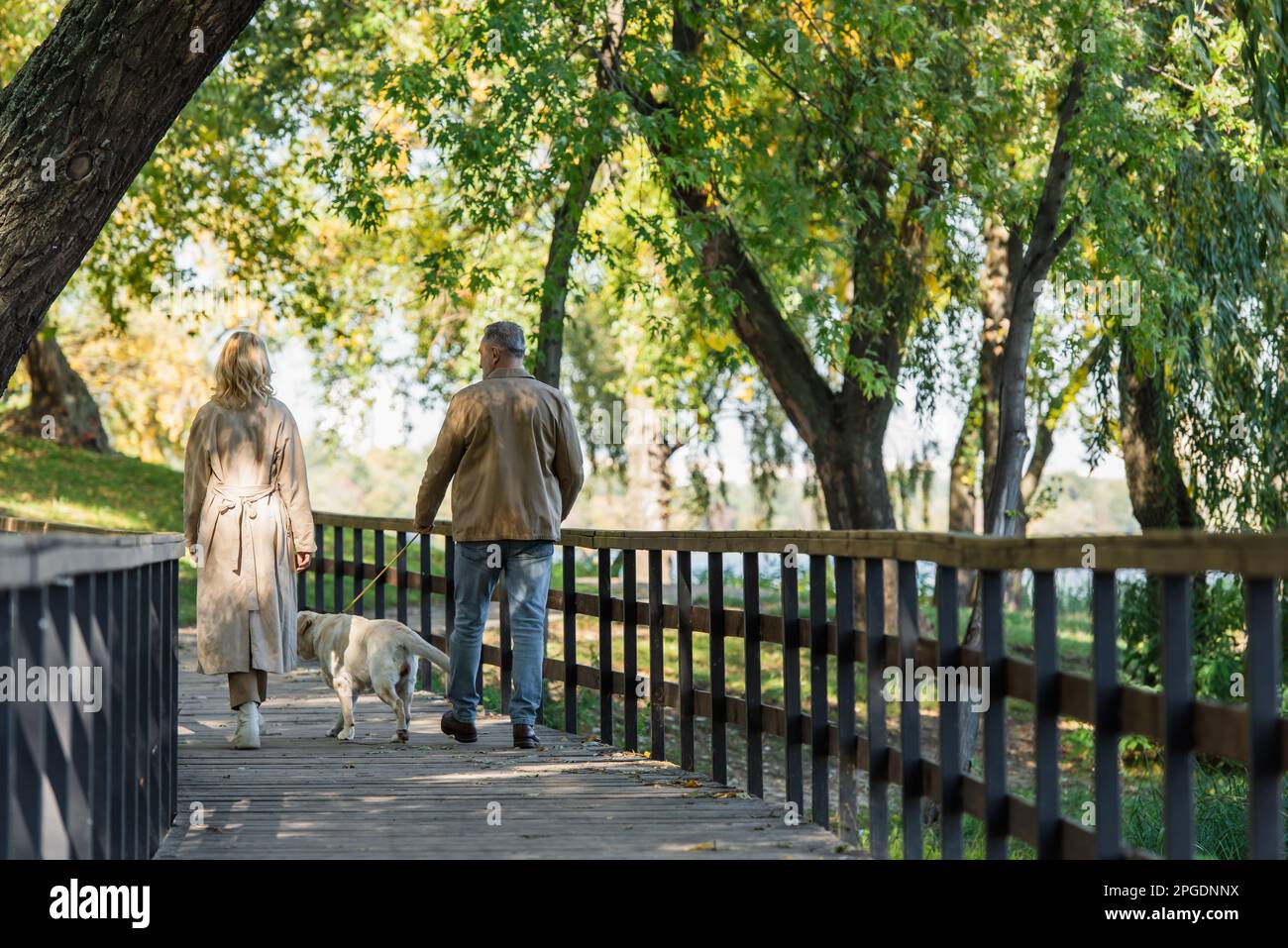 Back view of middle aged coupe walking with labrador on bridge in ...