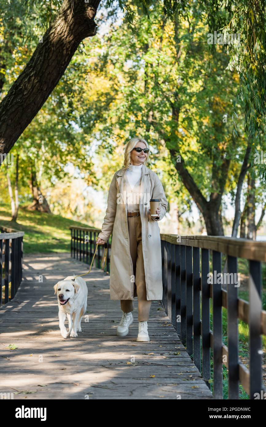 Mature woman walking labrador dog hi-res stock photography and images ...