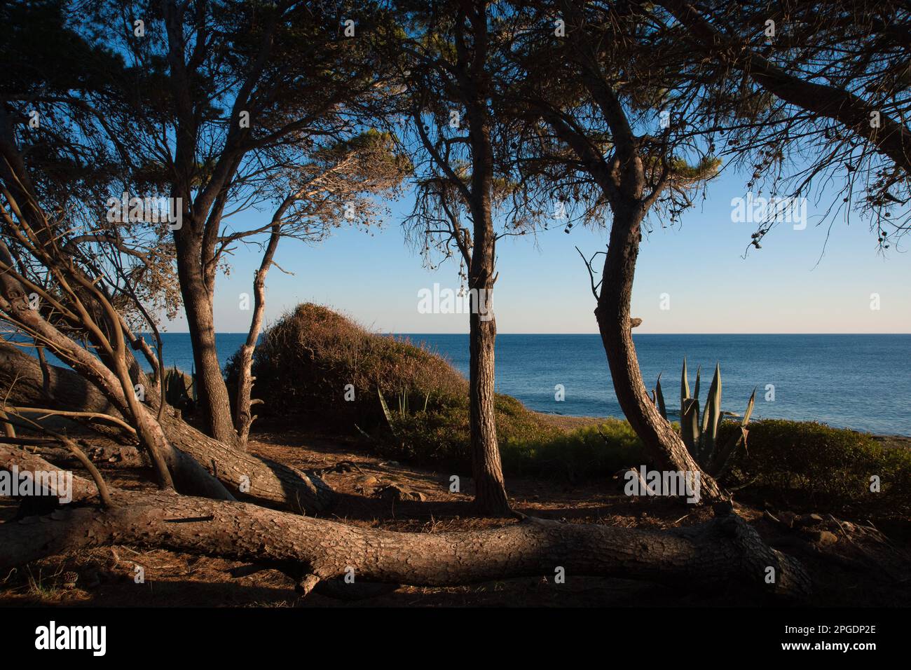 Pino d'aleppo hi-res stock photography and images - Alamy