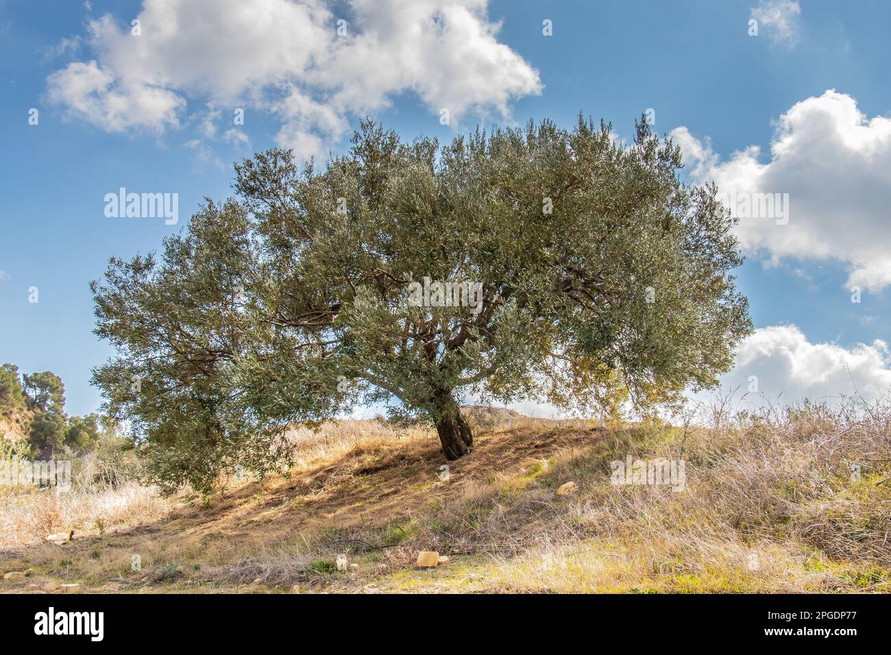 Captivatingly Beautiful Tree in the Serenity of Untouched Nature Stock ...