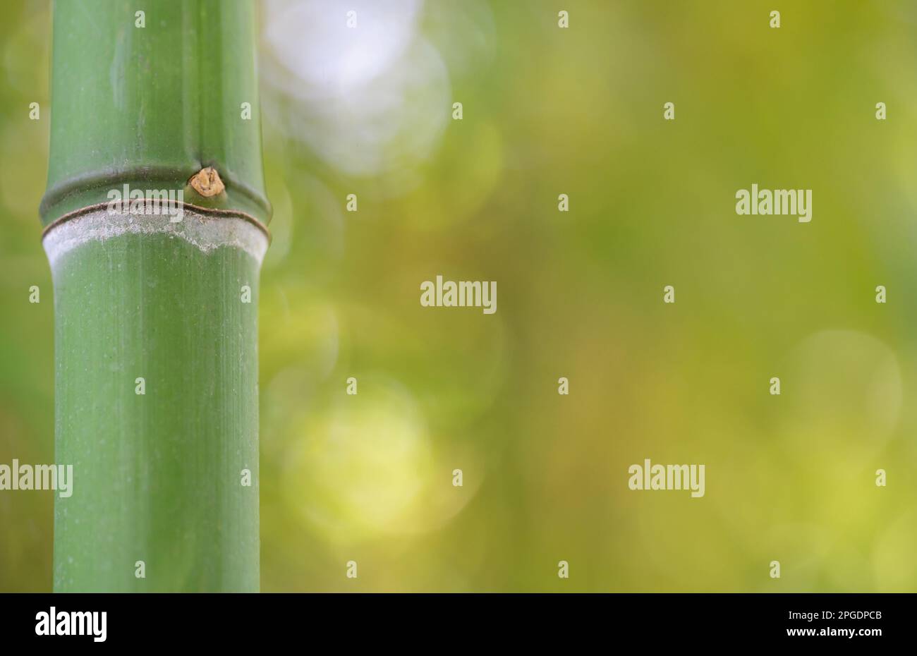 Bamboo stem. Bamboo. Abstract view. Pastel colors. Wallpaper. Selective ...