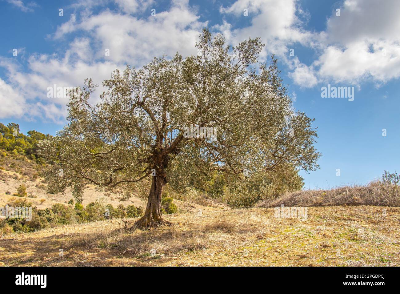 Captivatingly Beautiful Tree in the Serenity of Untouched Nature Stock ...