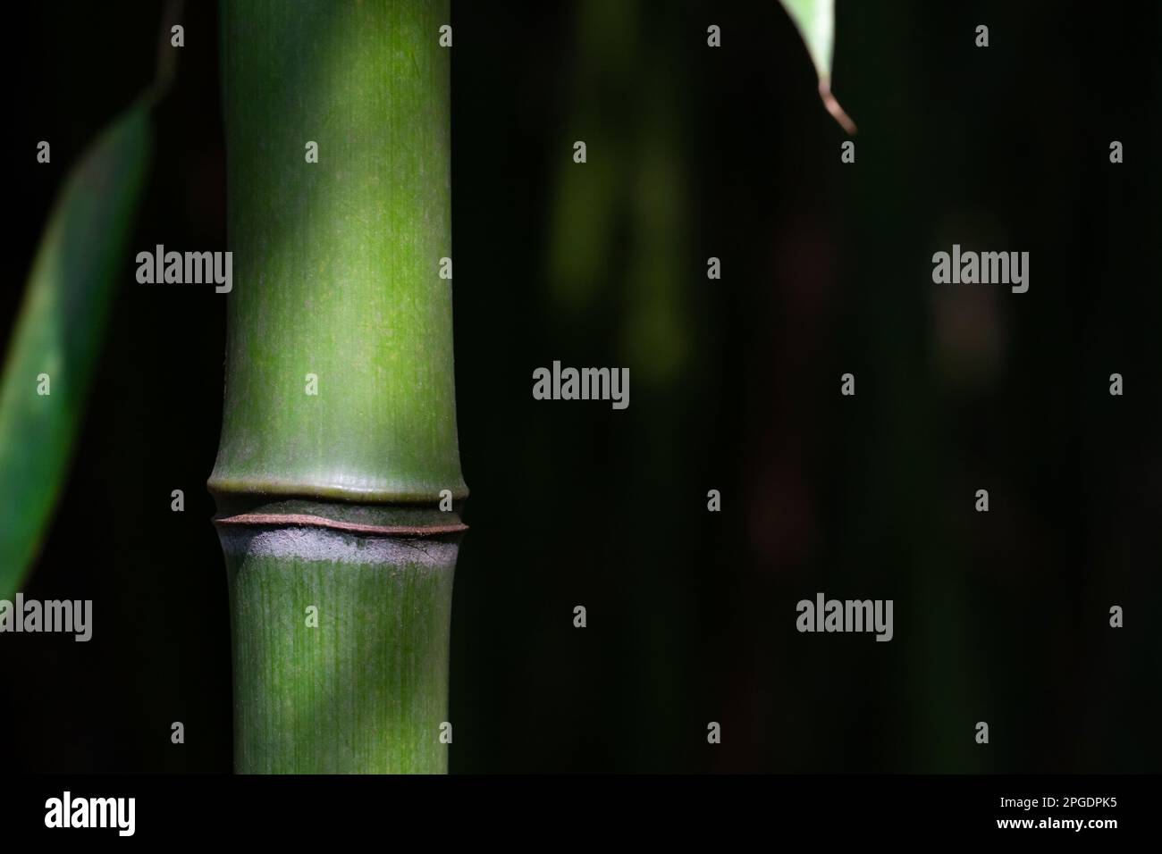 Selectove focus of a bamboo stem with sunlight. Bamboo surface and texture. Dark background ...