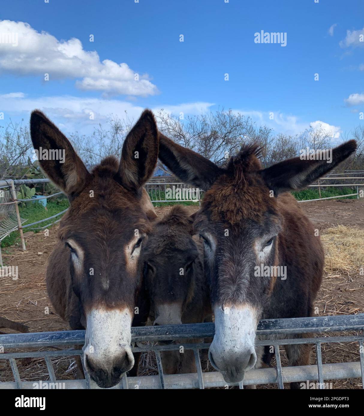 Close-up of a foal standing between two adult donkeys in an animal pen ...