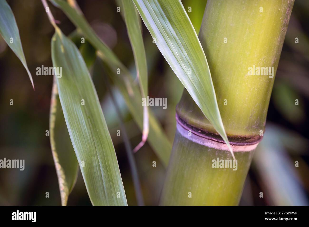 Color bamboos hi-res stock photography and images - Alamy