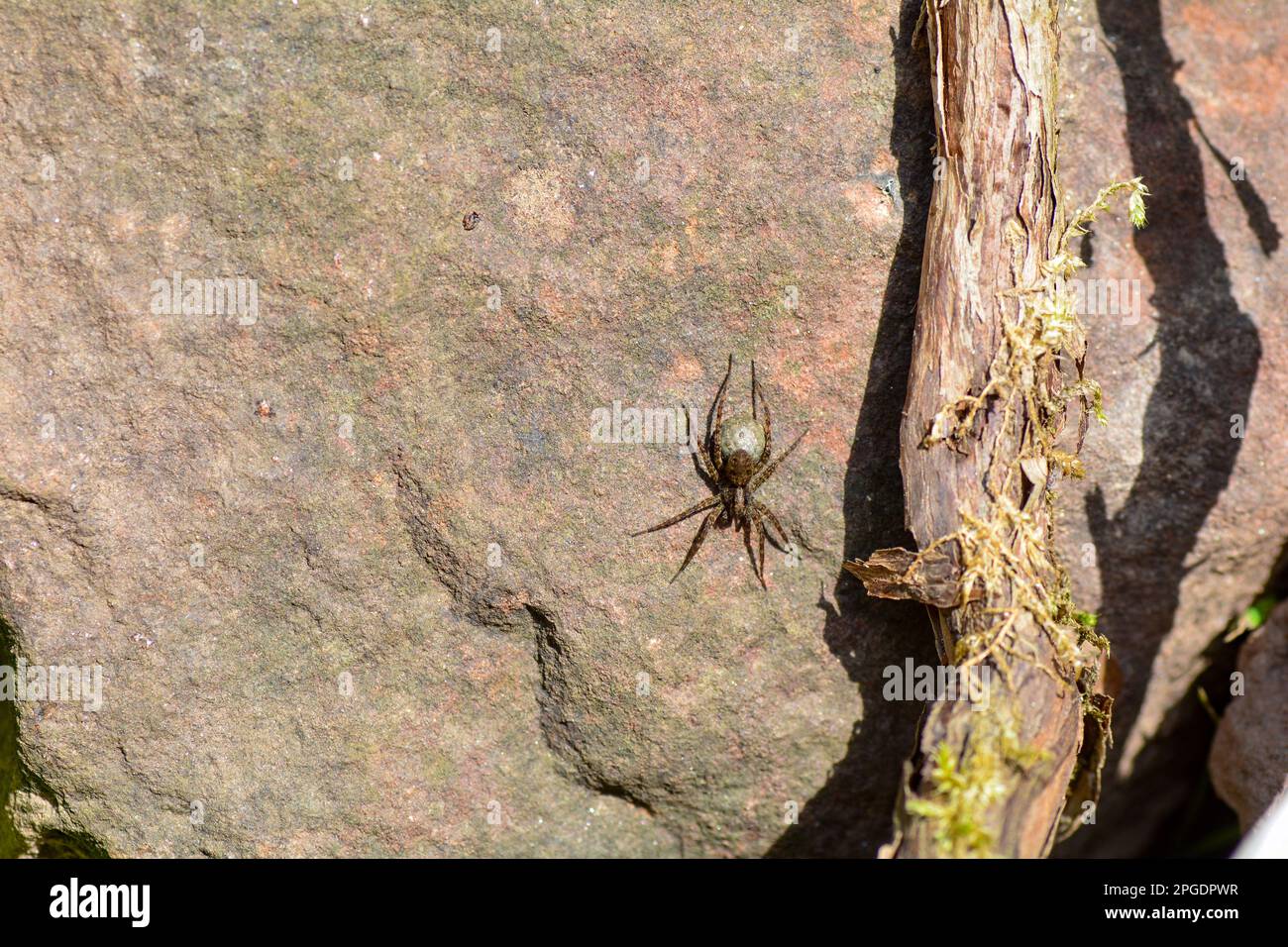 Female wolf spider ( Lycosidae ) with her eggs in cocoon on a rock in ...