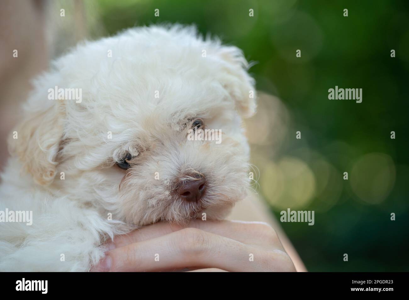 Portrait of a cute Bichon Bolognese puppy. It is resting in the hands ...