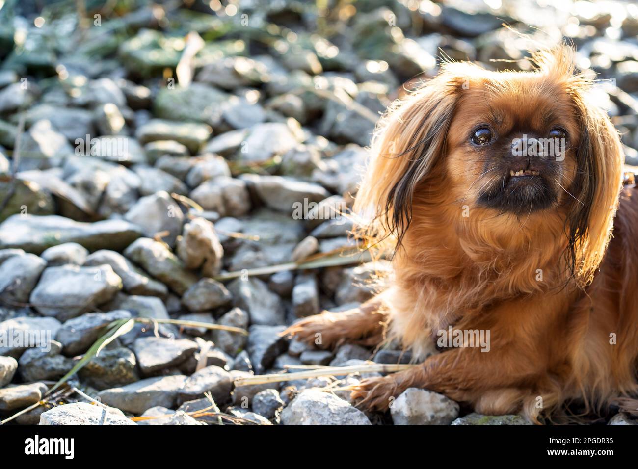 Tibetan spaniel hi-res stock photography and images - Alamy