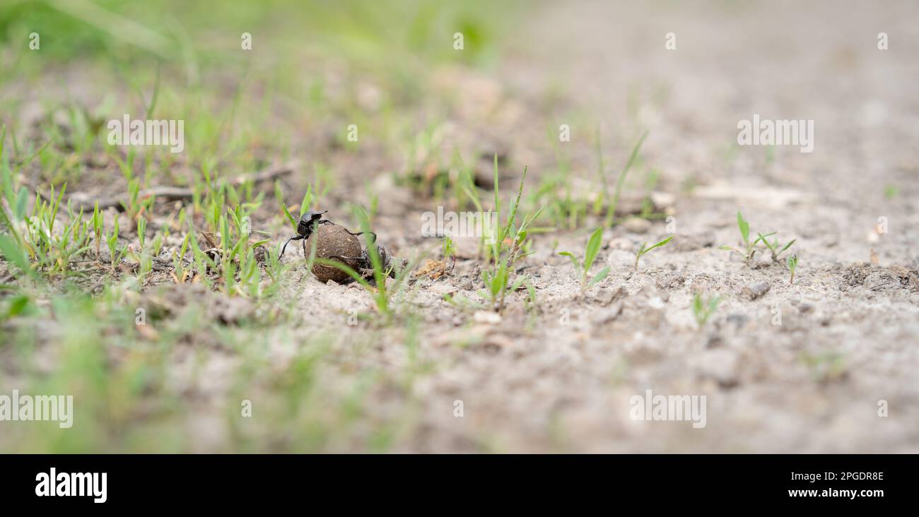 Two scarab beetle (Geotrupes stercorarius) rolls the ball on the ground ...