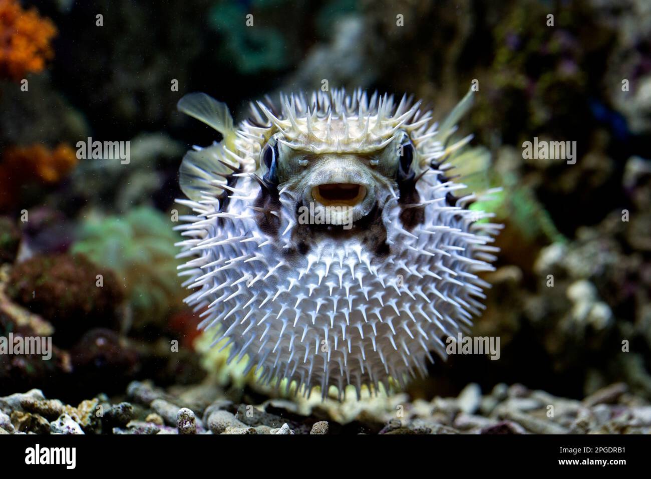 Pufferfish hi-res stock photography and images - Alamy