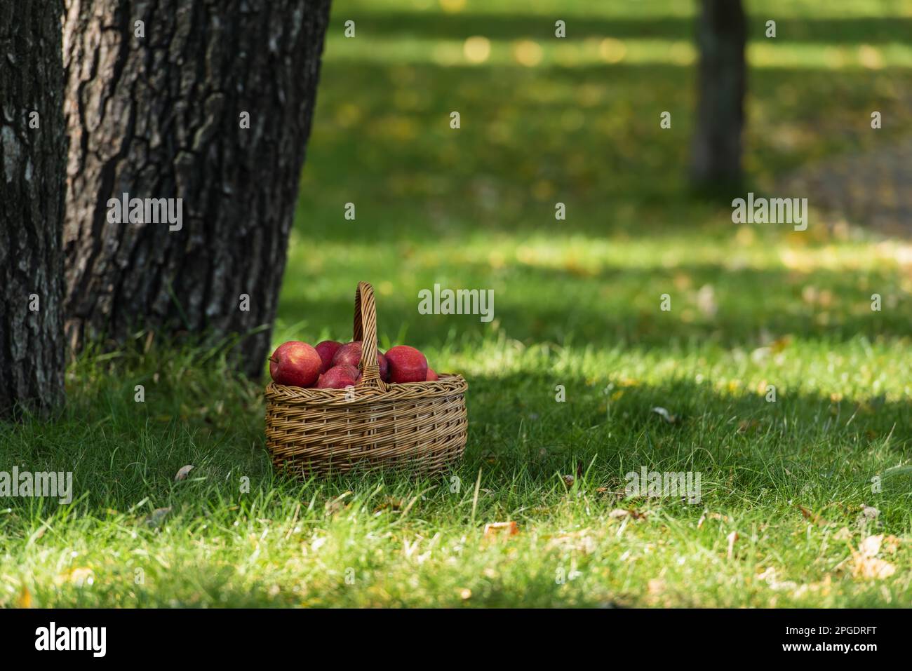 Woman near trees apples hi-res stock photography and images - Alamy