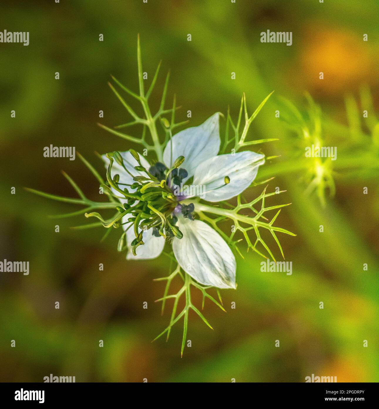Fennel flower (nigella sativa) hi-res stock photography and images - Alamy