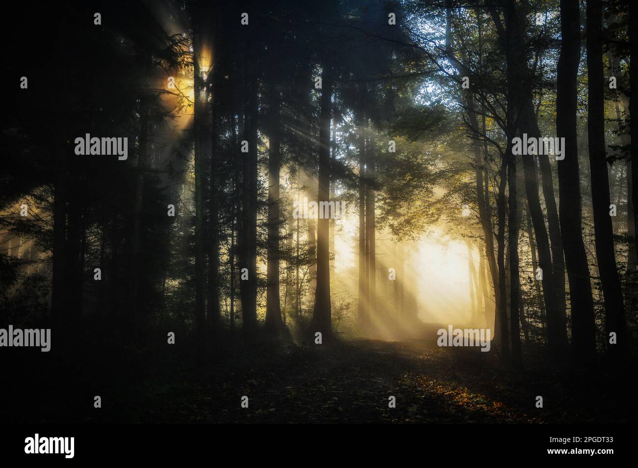 Sunlight beaming through trees in a forest, Aargau, Switzerland Stock ...