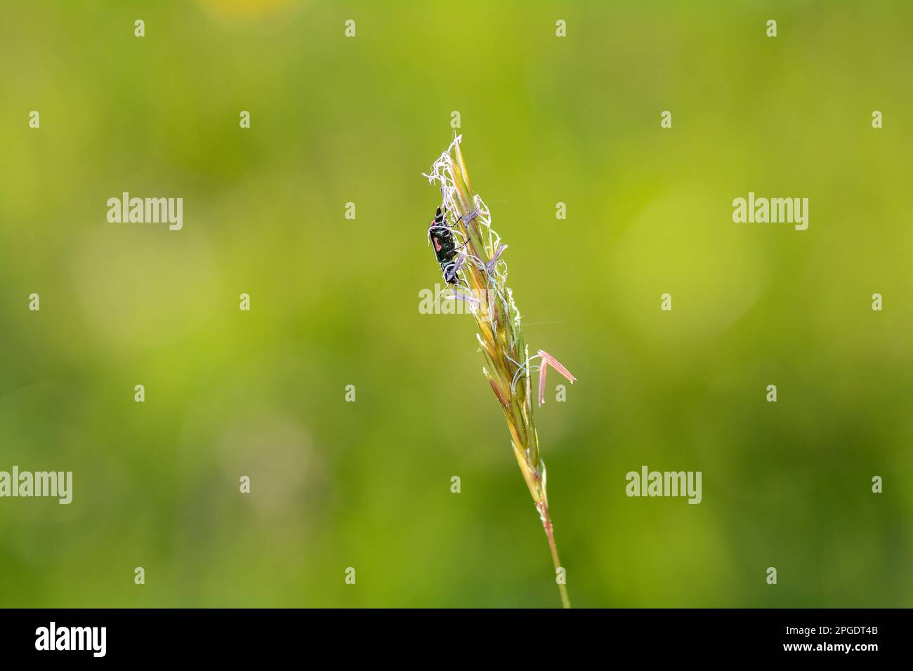 Wart spot hi-res stock photography and images - Alamy