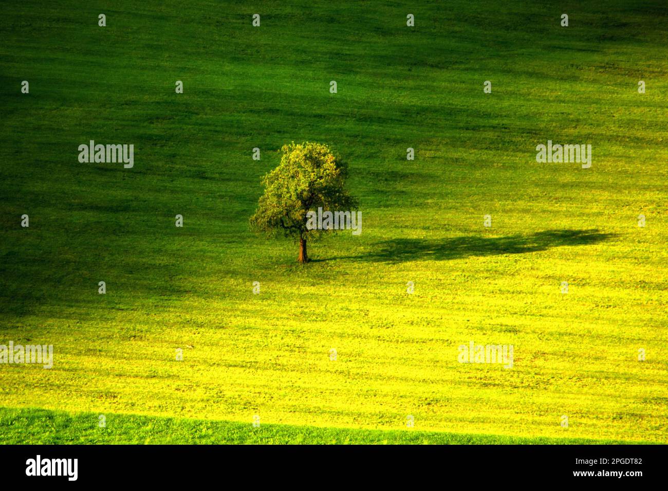 Tree field shadow nature hi-res stock photography and images - Alamy