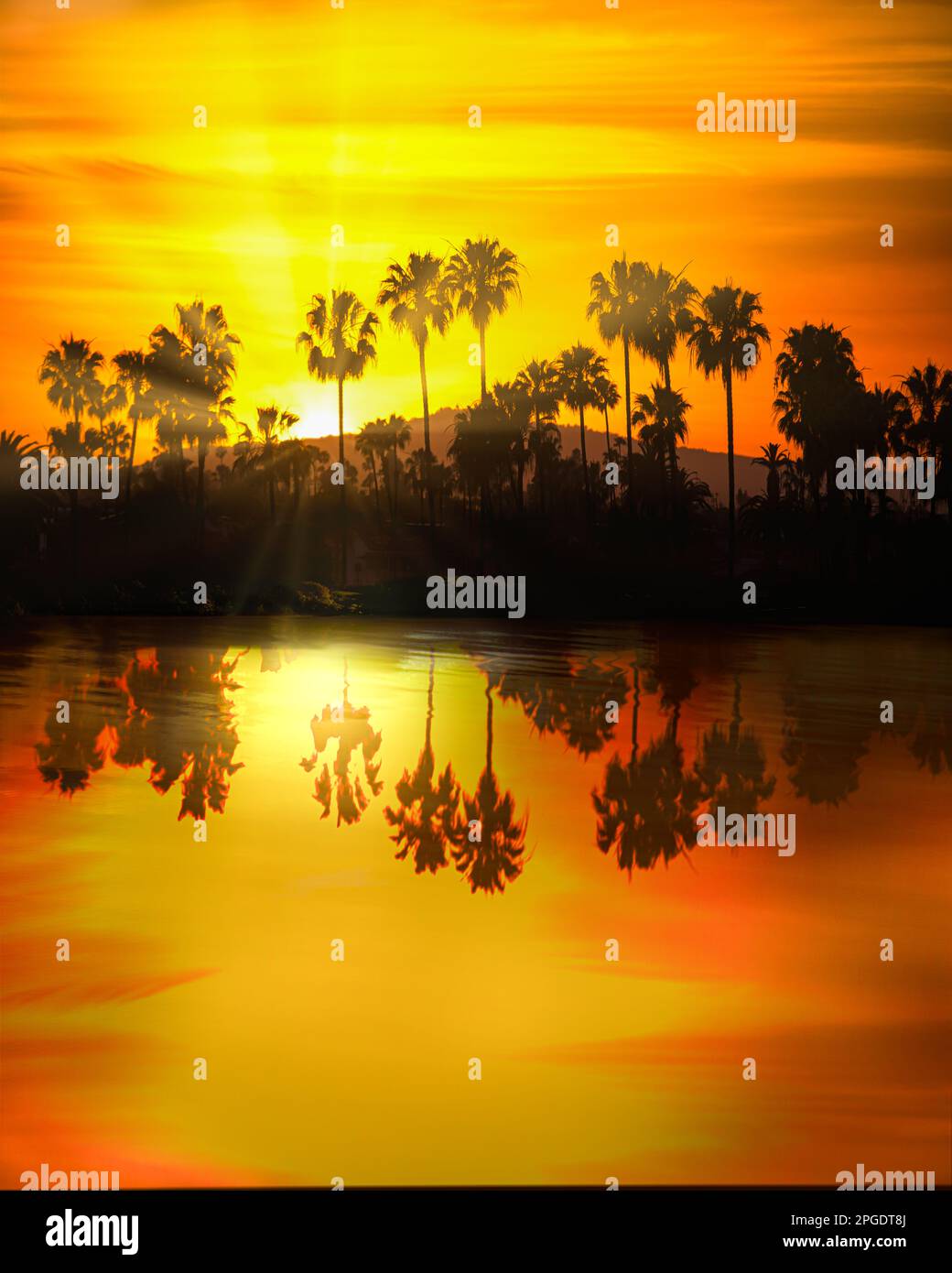Reflection of silhouetted palm trees in a lake at sunset, Palm Springs ...