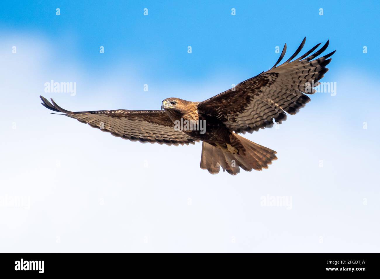 Red-tailed Hawk in Flight, British Columbia, Canada Stock Photo - Alamy