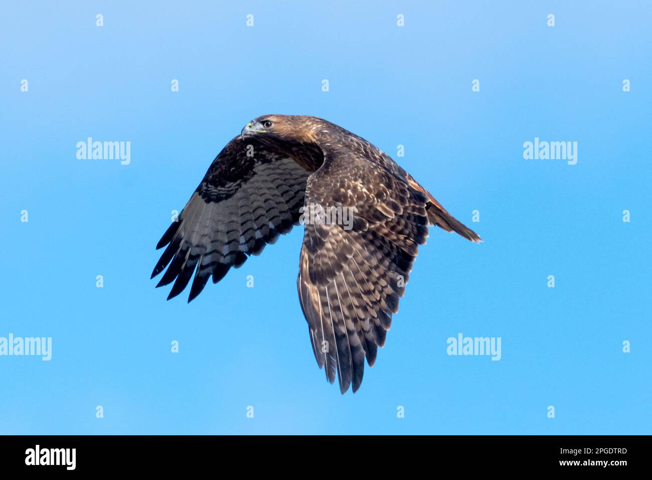 Red-tailed Hawk in Flight, British Columbia, Canada Stock Photo - Alamy