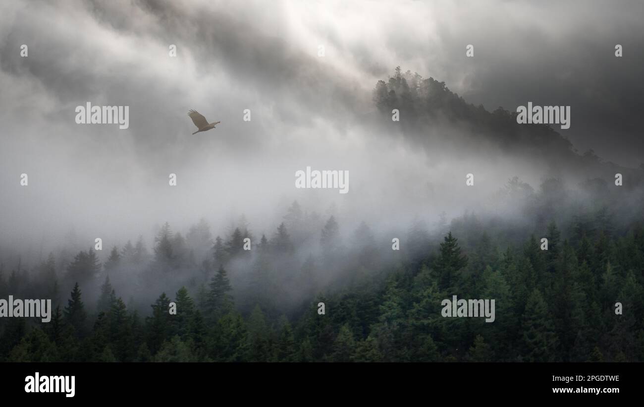 Misty scene and bird silhouette hi-res stock photography and images - Alamy