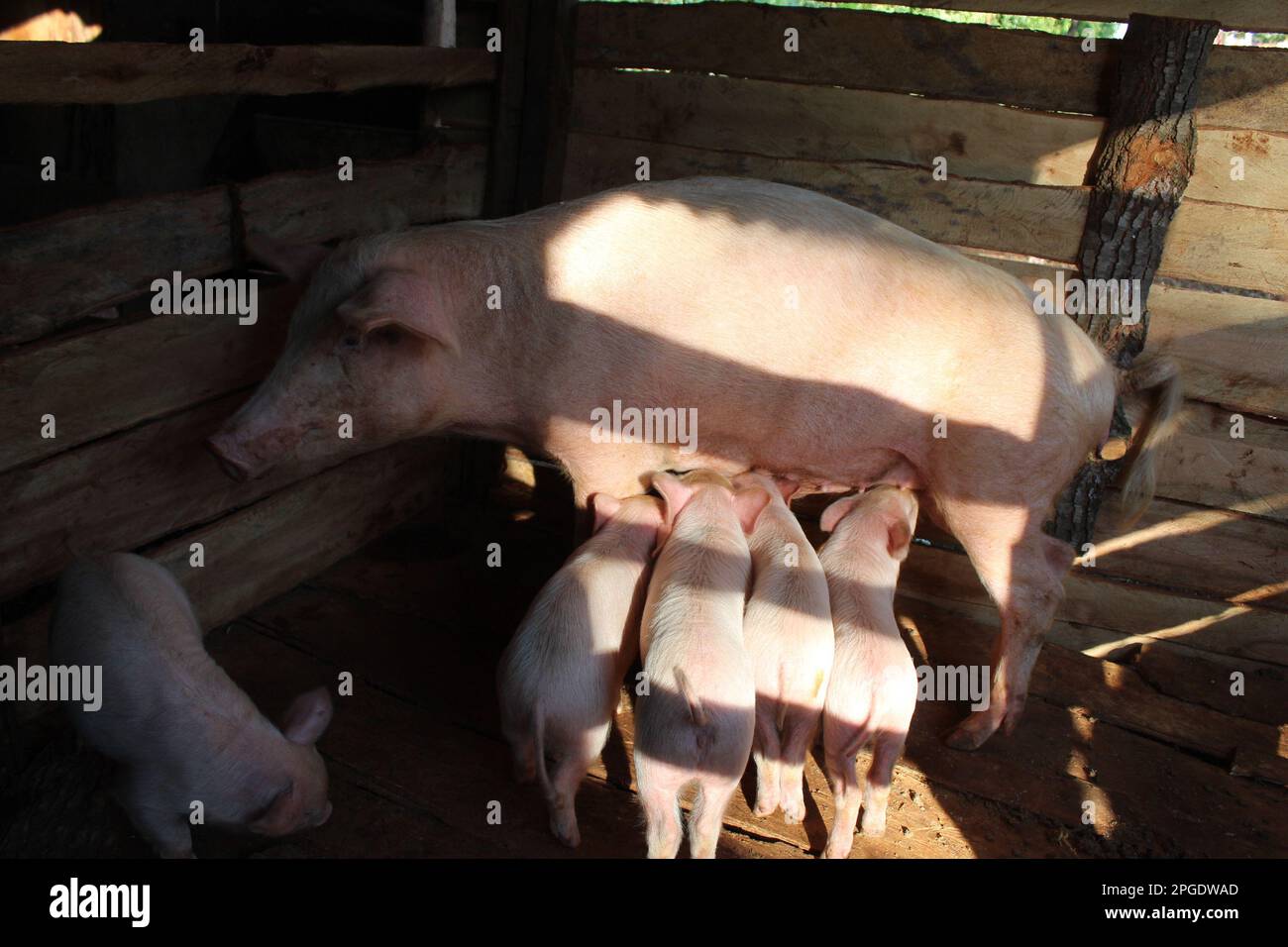 A close-up image of a mother pig and her four piglets in a wooden barn ...