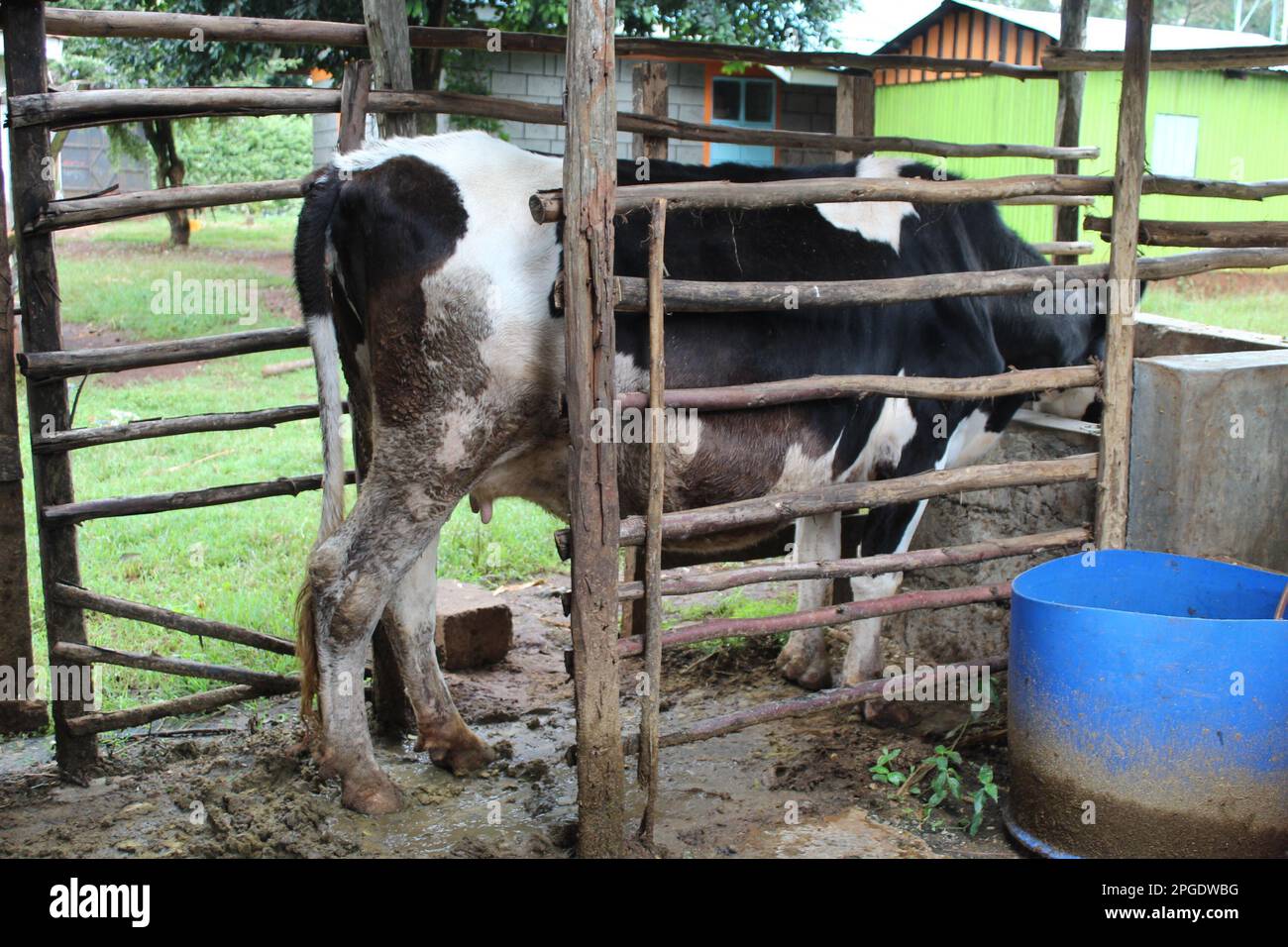 A cow stands in an agricultural setting behind a wooden fence, with ...