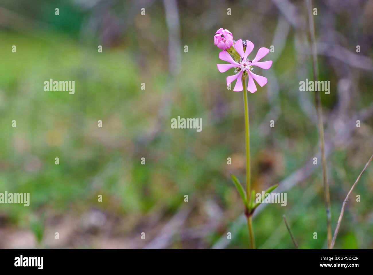 Wallpaper with blue flowers and out-of-focus background in springtime ...