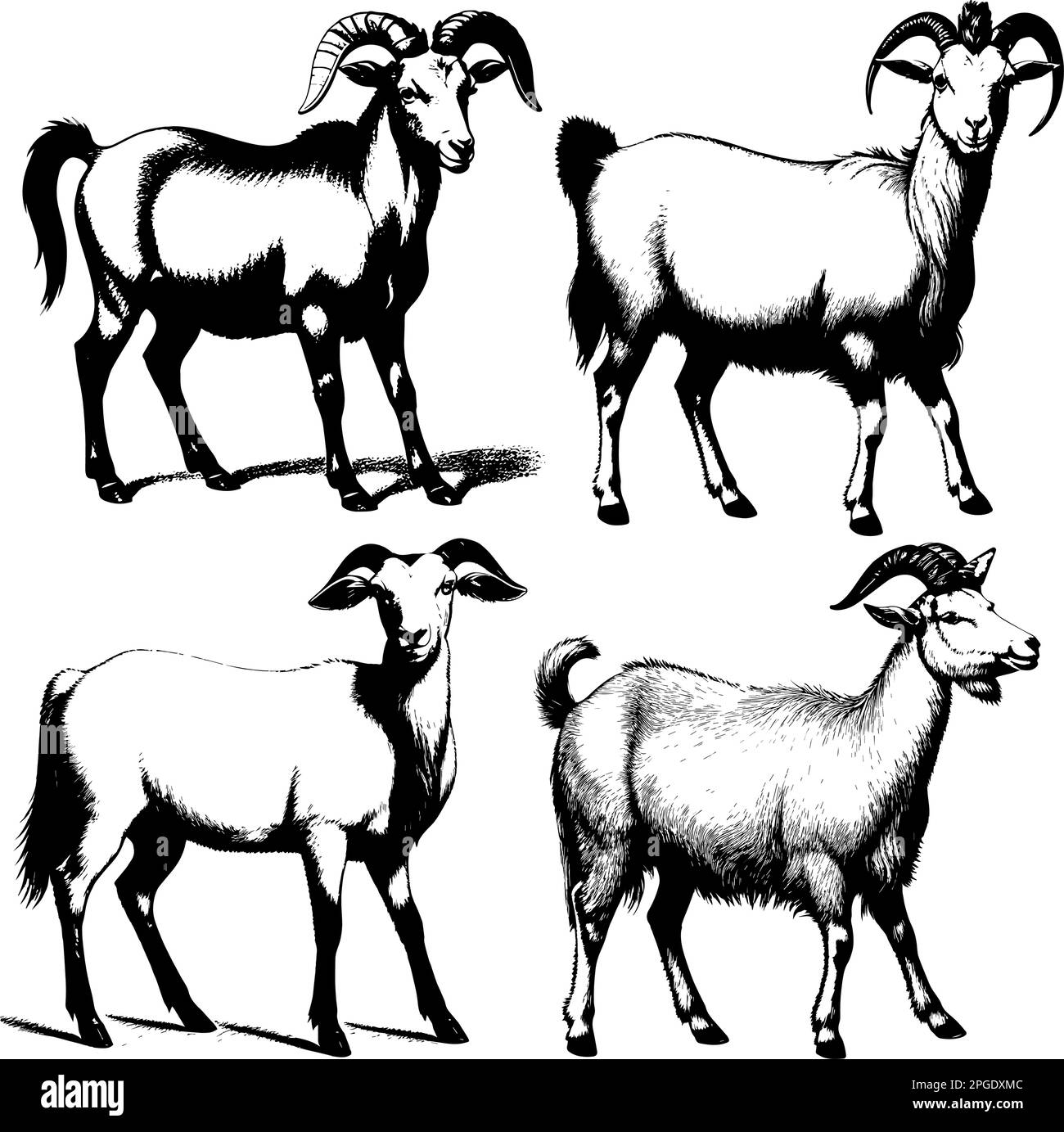 Goats white background Black and White Stock Photos & Images - Alamy Goats white background Black and White Stock Photos & Images - Alamy