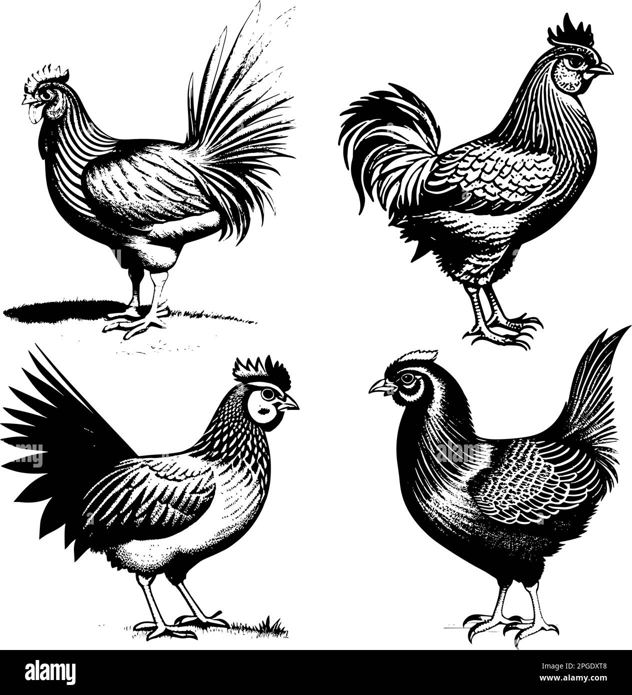 Vintage Chicken Illustration