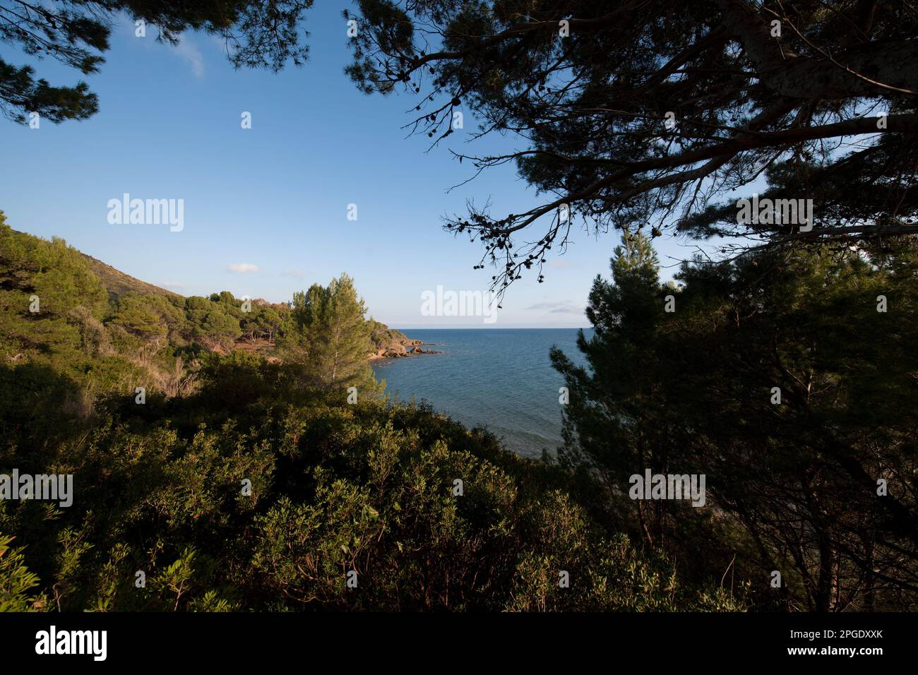 Pino d'aleppo hi-res stock photography and images - Alamy