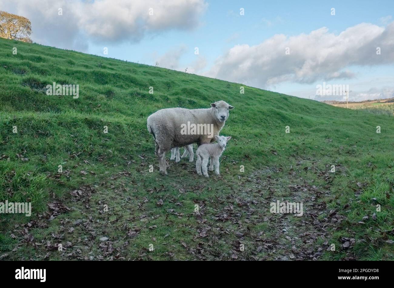Sheep / Ewe with her Lambs, on the hillside of Restormel Castle, near ...