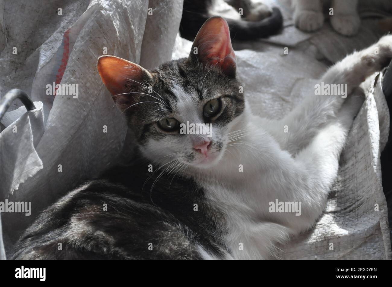 cat posing for you Stock Photo - Alamy