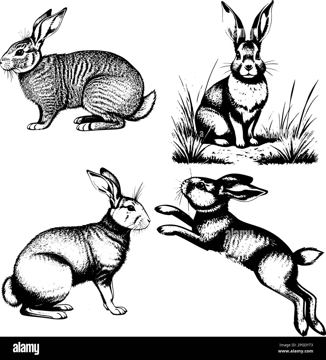 Vector Image Of A Hare Vintage Illustration Of Rabbits Stock Vector