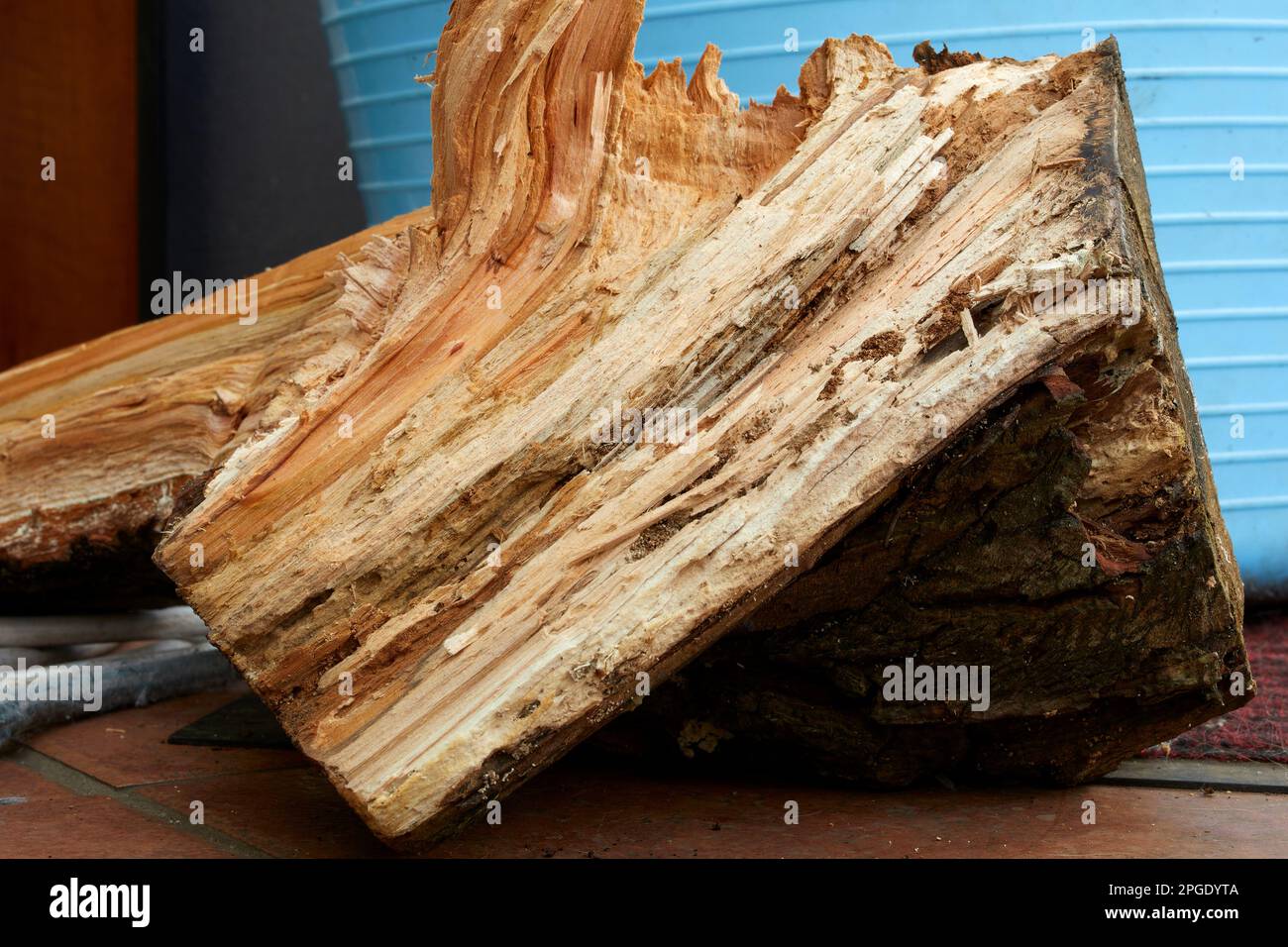 Grain showing in the centre of a split log ready for firewood Stock ...
