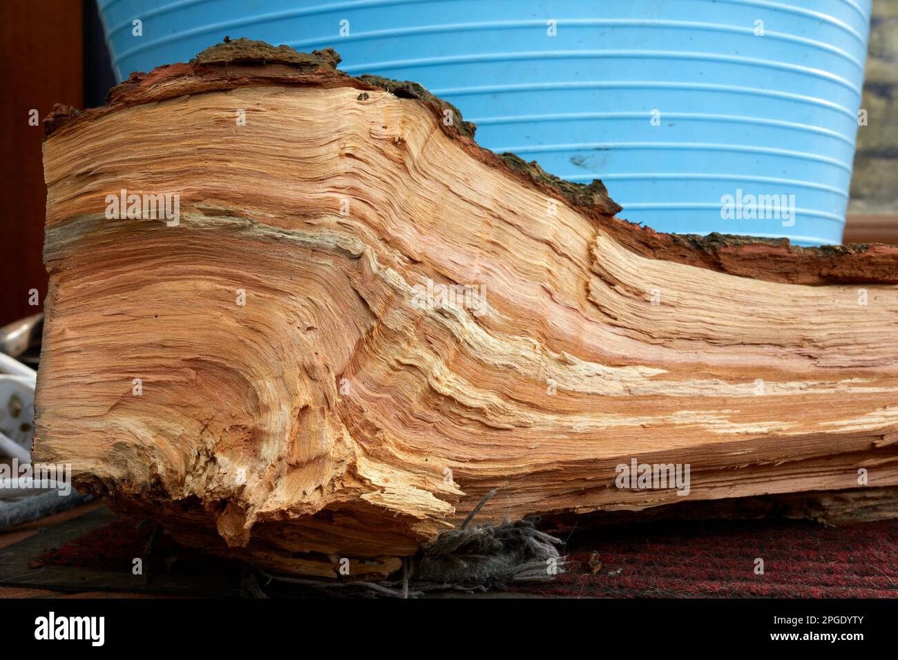 Grain showing in the centre of a split log ready for firewood Stock ...